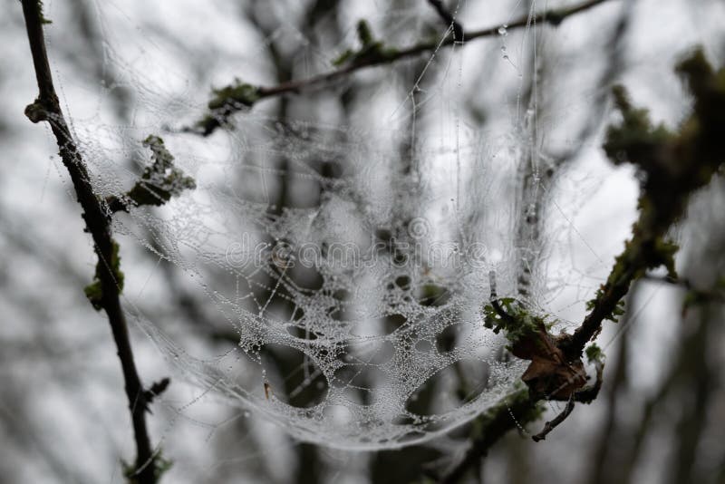 Water Drops on the Cobweb in the Autumn Forest. Stock Image - Image of ...