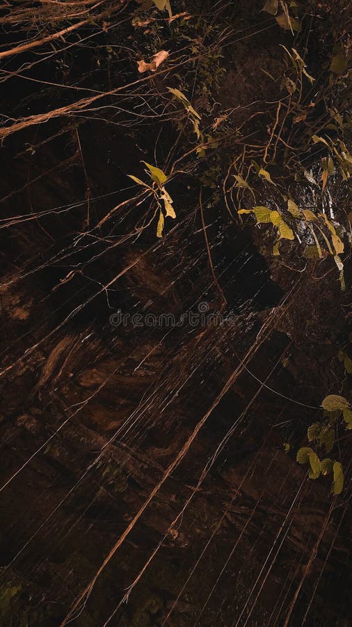 Dangling Roots Stock Photos - Free & Royalty-Free Stock Photos from ...