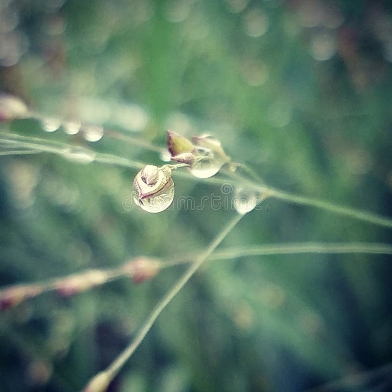 Water drops stock photo. Image of life, diamonds, drops - 126102246