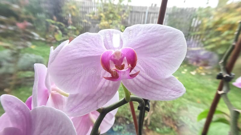 Water Drops Dripping Onto an Orchid in Slow Motion Stock Video - Video ...