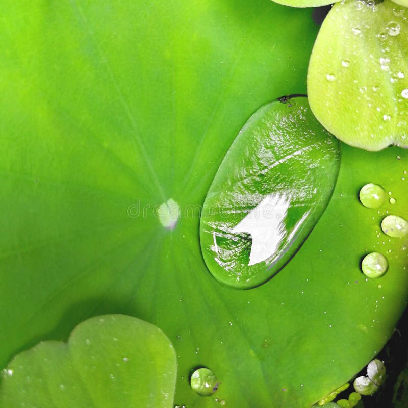 Water drops stock photo. Image of lotus, drop, water - 92404754