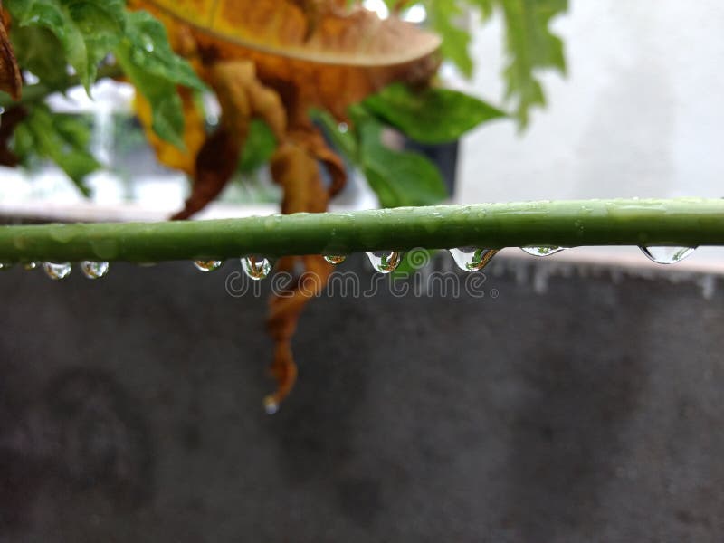 Water drops stock image. Image of stem, season, drop - 96184173