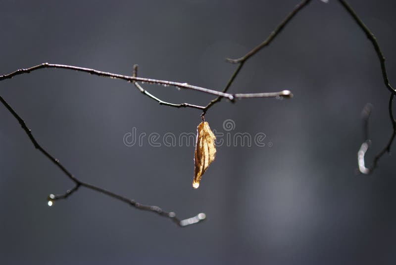 Water Drops on the Dry Leaf Stock Photo - Image of antique, crystal ...