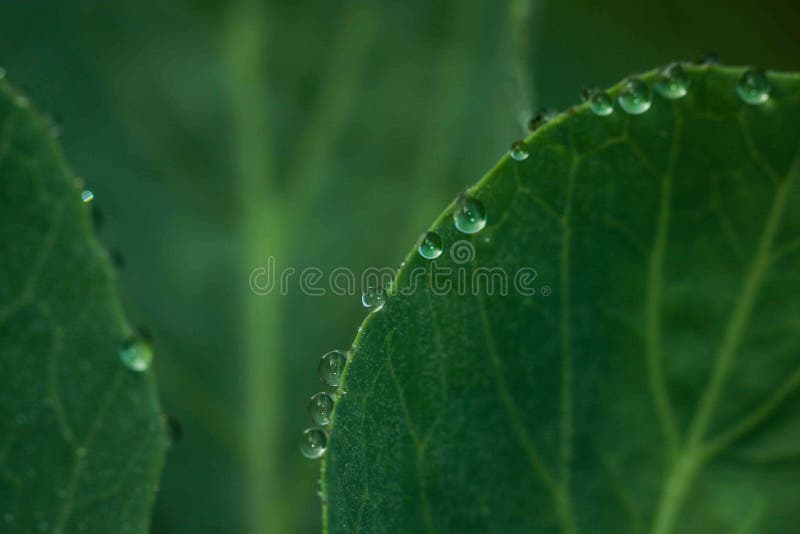 Water Drops on Edge of the Green Leaf Stock Image - Image of sunlight ...
