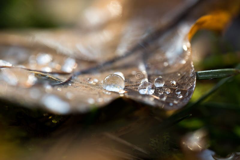 Water Drops on a Fallen Leaf in Dappled Light Stock Image - Image of ...