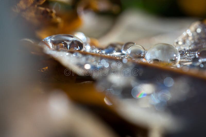 Water Drops on a Fallen Leaf in Dappled Light Stock Photo - Image of ...