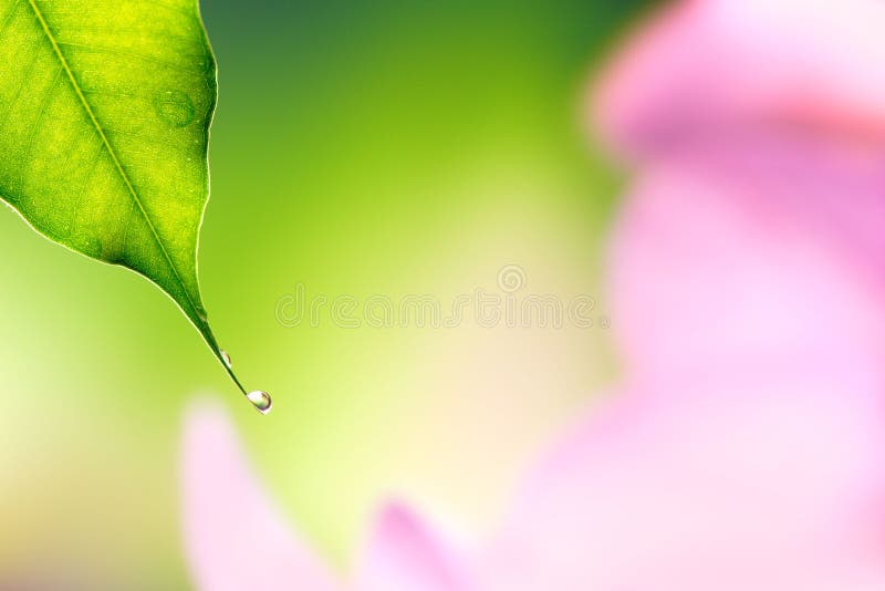 Water Drops Falling from a Leaf Stock Photo - Image of garden ...