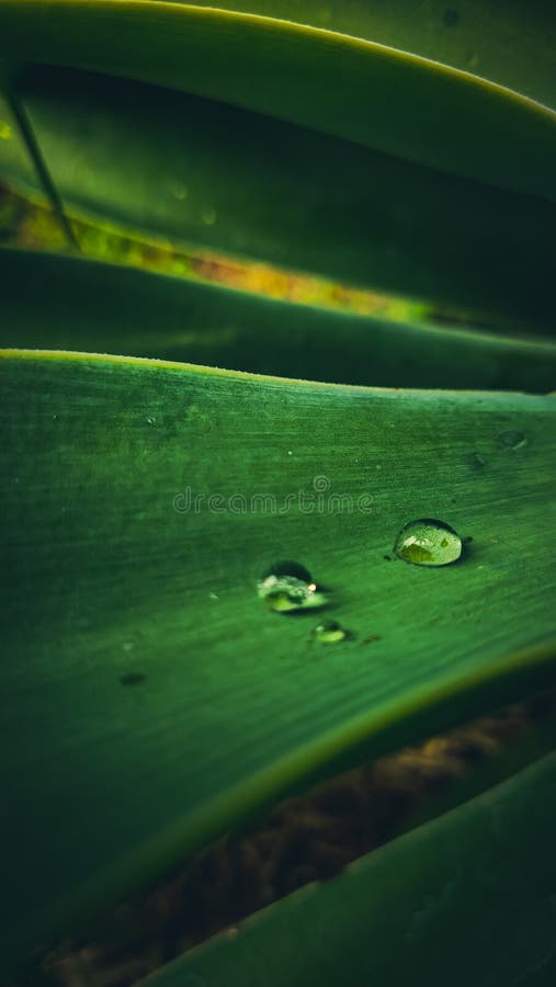 Water Drops Falling on the Leaves Stock Image - Image of water, trees ...