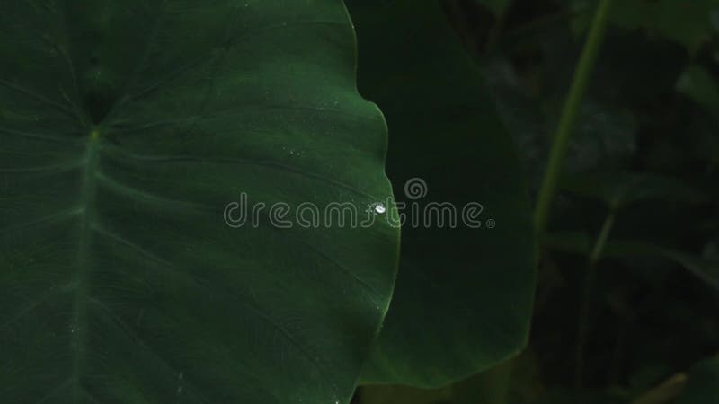 Water Drops Falling of a Taro Leaf - Heart Shaped Leaf Stock Video ... Water Drops Falling of a Taro Leaf - Heart Shaped Leaf Stock Video ...