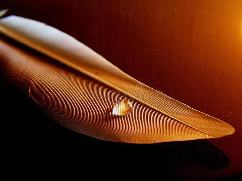 Water drops on a feather stock image. Image of metal - 187750267