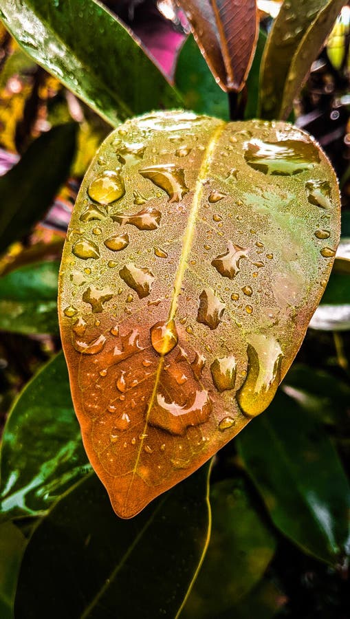A Few Drops of Water on the Leaves Stock Photo - Image of water, leaves ...
