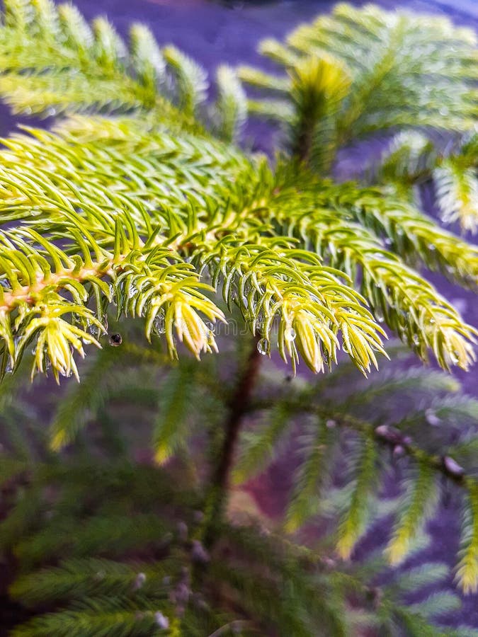 Water Drops from the Fir Tree after Rain Stock Photo - Image of leaf ...