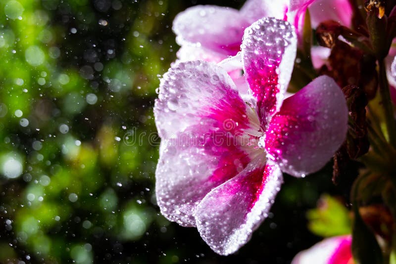 Macro of Wet Geranium Flowers Stock Photo - Image of water, fresh ...