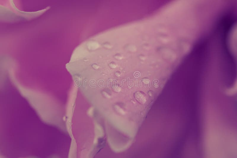 Water Drops on Flower Blossom - Beautiful Colors Stock Image - Image of ...