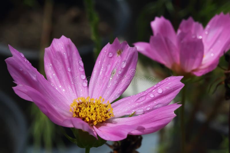 Water drops and flowers stock photo. Image of natural - 30881956