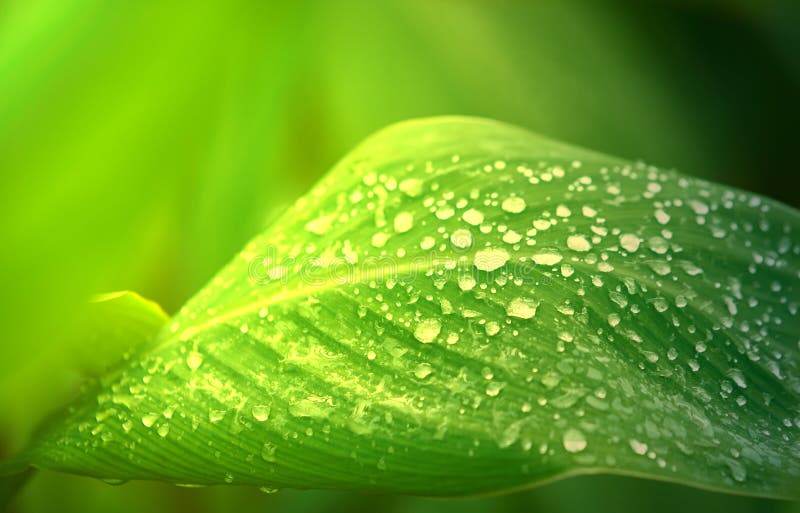 Water Drops on Foliage with Sun Light Natural Stock Image - Image of ...