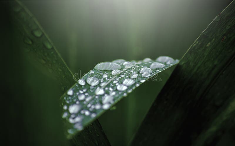 Water Drops on Fresh Green Leaf. Close Up Green Cane Leaf after Raining ...