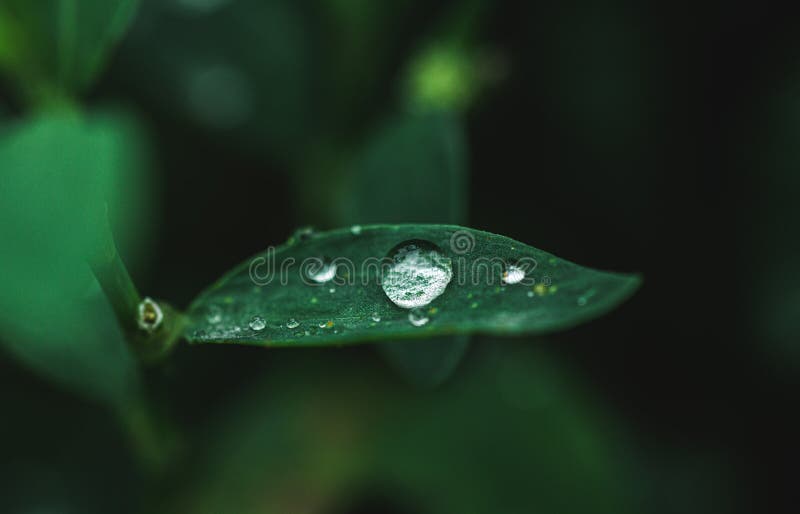 Water Drops on Fresh Green Leaf, Summer . Morning Dew Stock Image ...
