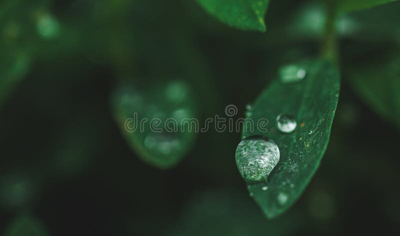 Water Drops on Fresh Green Leaf, Summer . Morning Dew Stock Photo ...