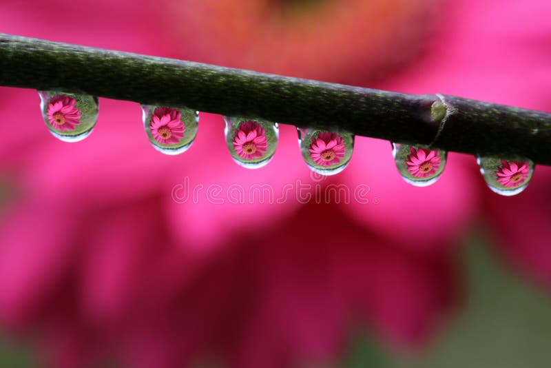 Water Drops with Gerbera Daisy Flower Reflection, Macro Stock Photo ...