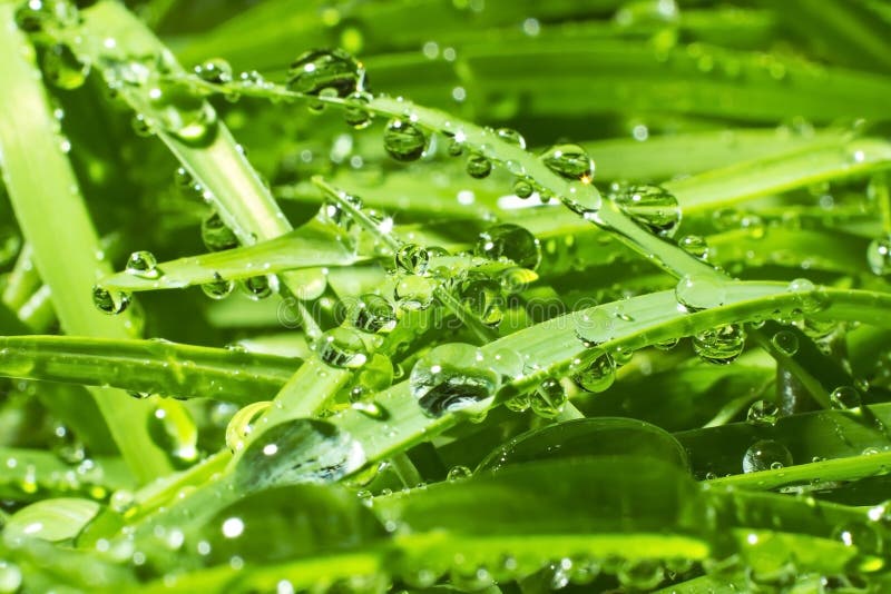 Water drops on grass stock photo. Image of green, condensation - 27471014