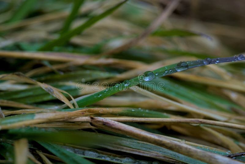 Water Drops on the Grass in February Stock Photo - Image of drop, rain ...
