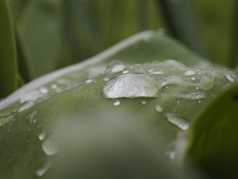Morning drops 9 stock image. Image of shooting, branch - 241174255