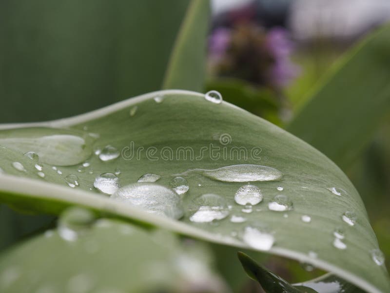 Morning drops 8 stock photo. Image of sunlight, freezing - 241174260