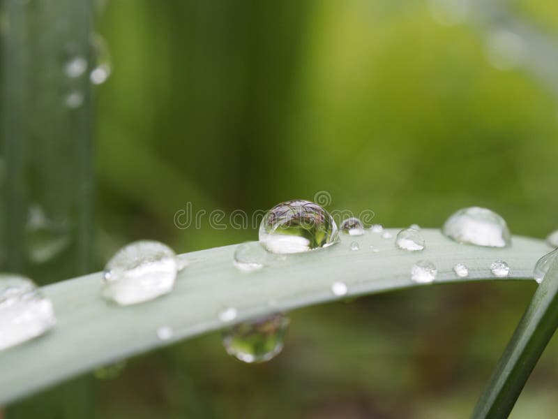 Morning drops 5 stock image. Image of drop, nature, macro - 241174287