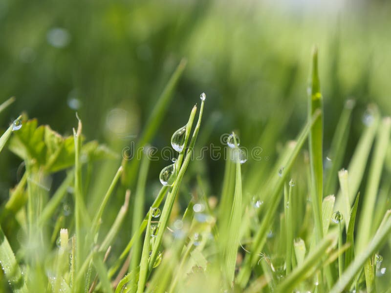 Morning drops 1 stock photo. Image of lawn, rain, grassland - 241174322