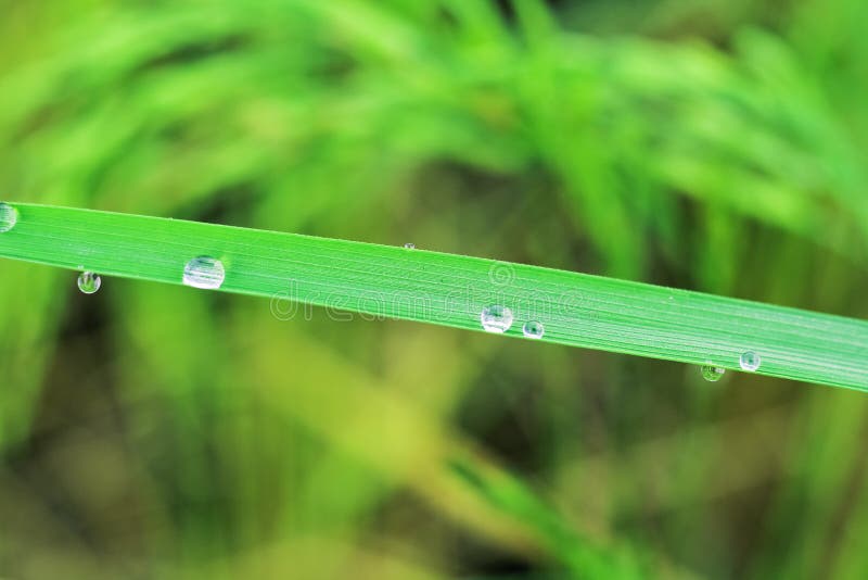 Water Drops on Grass of Rice Leaves. Stock Image - Image of growth ...