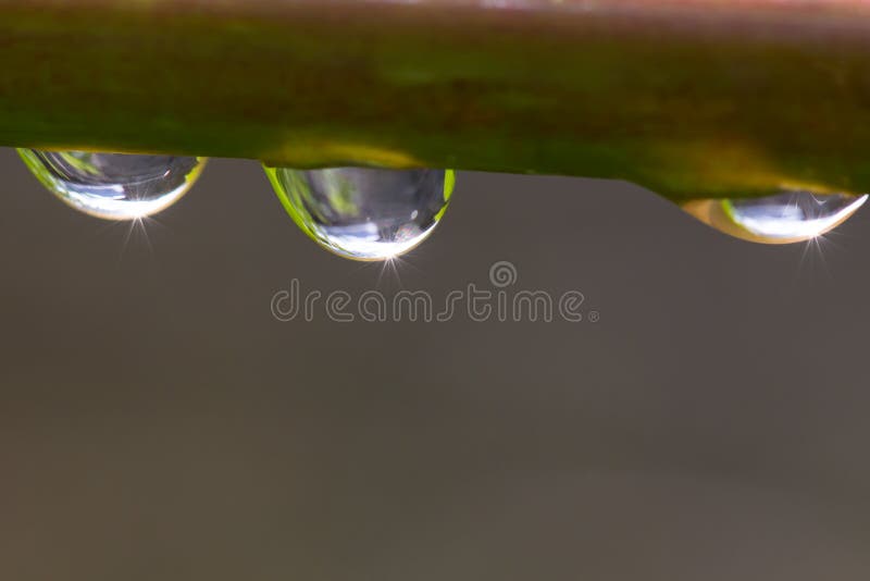 Water Drops on a Grass Stalk Stock Photo - Image of leaf, reflection ...