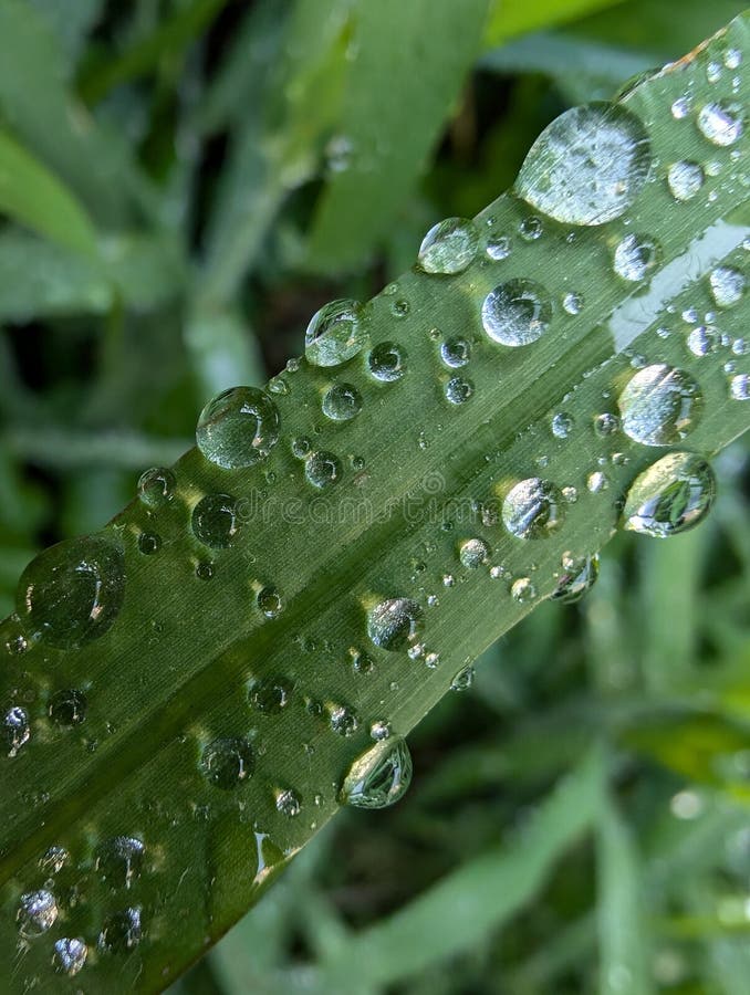 Water Drops on the Green Grass Stock Image - Image of freshness, leaf ...