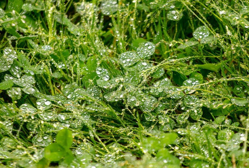 Water Drops on Green Grass after Rain Stock Photo - Image of closeup ...