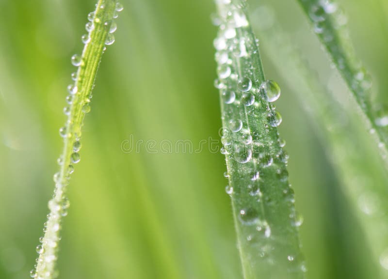 Water Drops on Green Grass in Spring Season. Stock Image - Image of ...