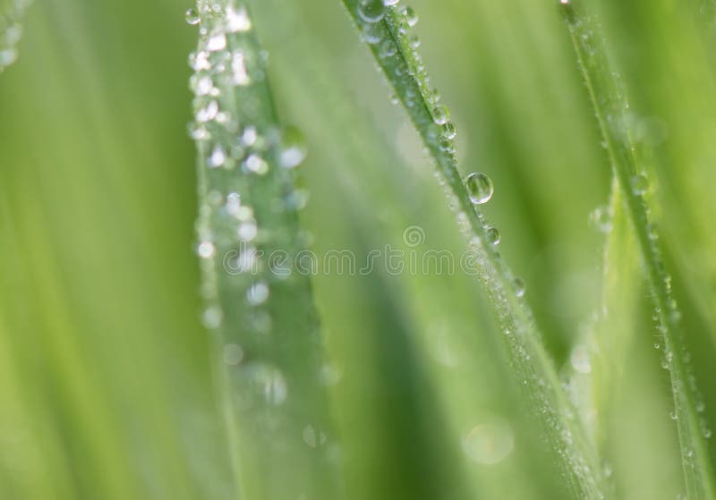 Water Drops on Green Grass in Spring Season. Stock Image - Image of ...