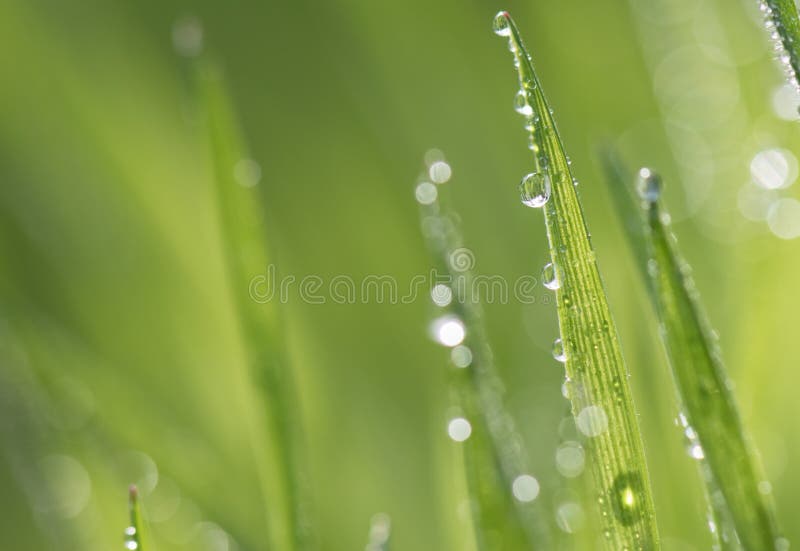 Water Drops on Green Grass in Spring Season. Stock Photo - Image of ...