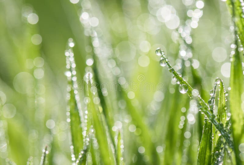 Water Drops on Green Grass in Spring Season. Stock Image - Image of ...