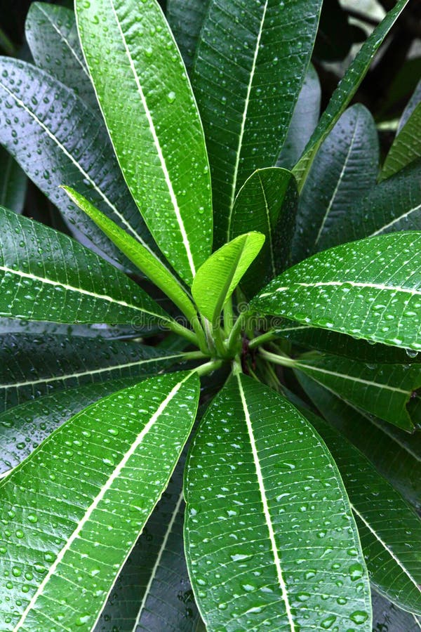 Water Drops on Phycus Leaf stock photo. Image of water - 26167510