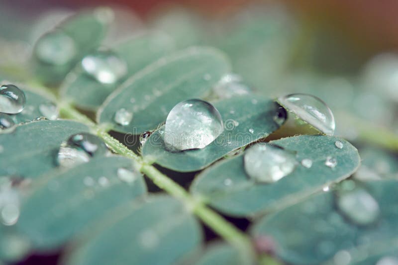 Water Drops on Green Leaves. Drop of Dew after the Rain Stock Image ...