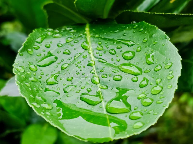 Water Drops on Green Leaves after Heavy Rain Has Passed. Stock Image ...