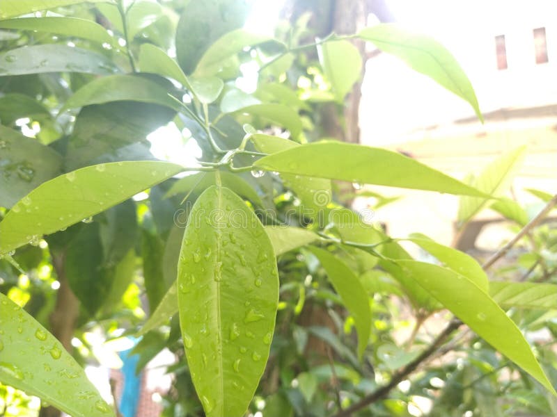 Water Drops on the Green Leaves of Lemon Tree and Guava Tree. Stock ...