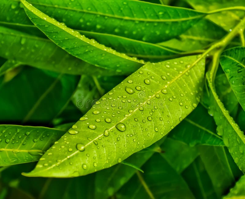 Water Drops on the Green Leaves of a Mango Tree Stock Photo - Image of ...