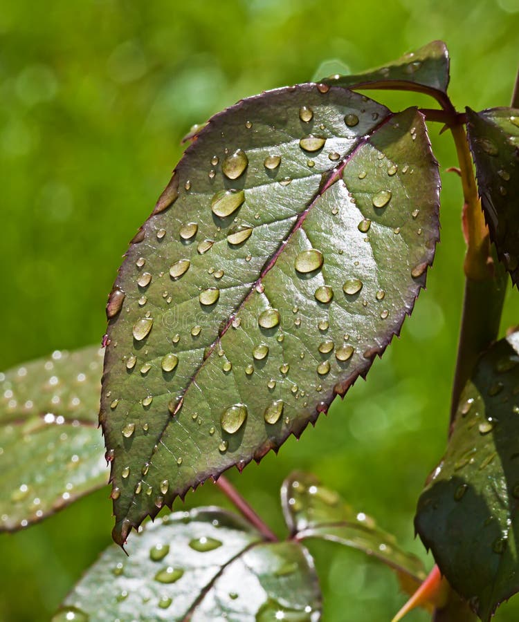 Water Drops on Green Leaves Stock Image - Image of rain, water: 84954115