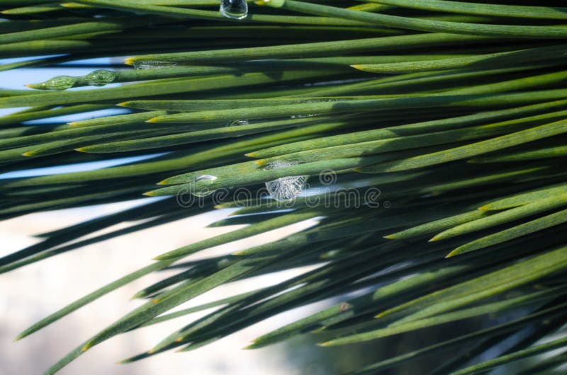 Water Drops on Green Needles of a Tree Spruce Macro Close Up Stock ...