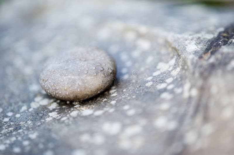Water Drops on a Grey Rounded Stone Stock Image - Image of balance ...