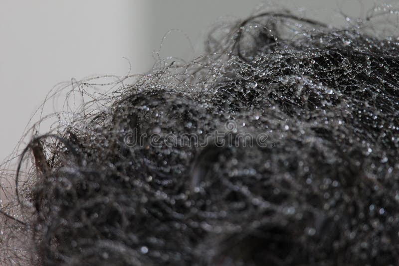 Water drops on the hair stock image. Image of water - 188049205