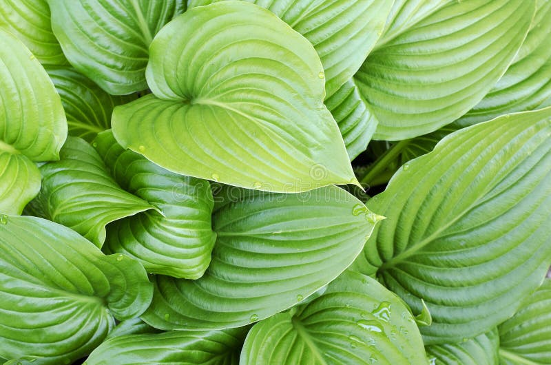 Hosta Tratt stock image. Image of hosta, texture, green - 93561373