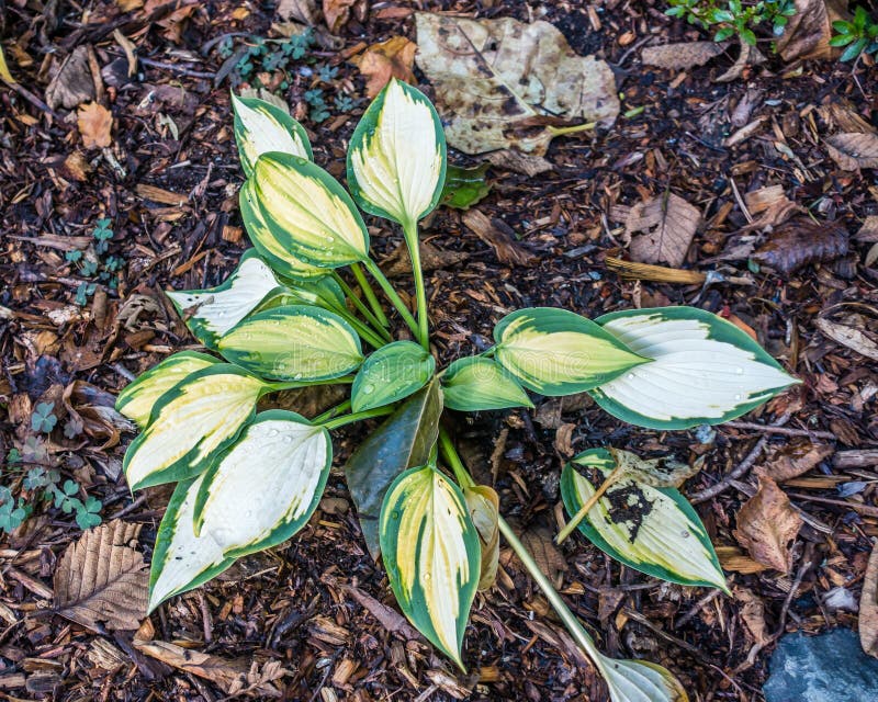 Water Drops on Hosta Plant 2 Stock Photo - Image of macro, water: 103078898