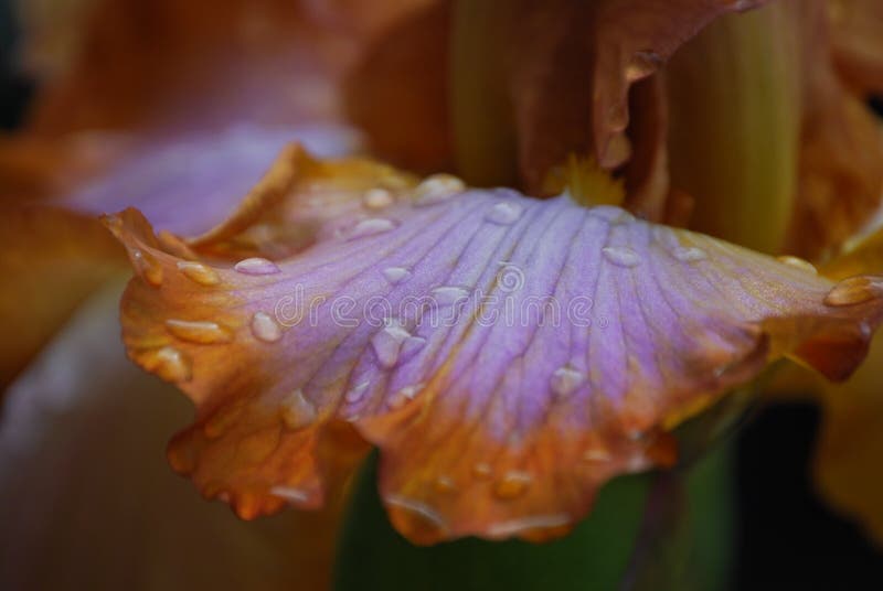 Water drops on an Iris stock image. Image of water, purple - 93382157